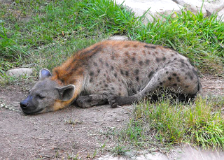 Scientific Name: Crocuta Crocuta