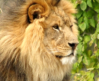 Scientific Name: Panthera leo